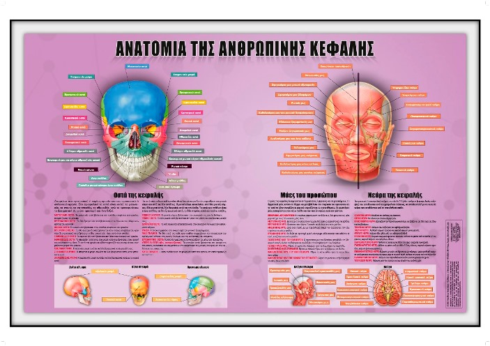 Η Ανατομία της ανθρώπινης κεφαλής :: Εκδόσεις Άτλαντας - Νικόλαος Τσακνάκης