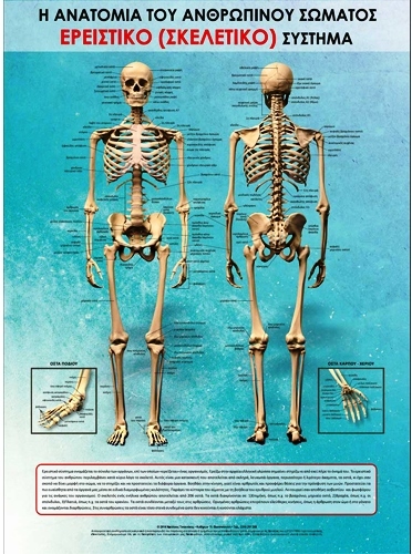 Η ανατομία του ανθρώπινου σώματος - Ερειστικό σύστημα :: Εκδόσεις ...