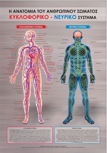 Η ανατομία του ανθρώπινου σώματος - Κυκλοφορικό - Νευρικό σύστημα ...