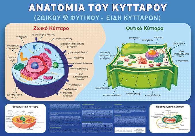 Ανατομία του κυττάρου :: Εκδόσεις Άτλαντας - Νικόλαος Τσακνάκης