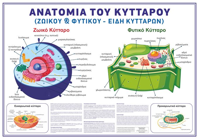 Ανατομία του κυττάρου :: nikostsaknakis.com