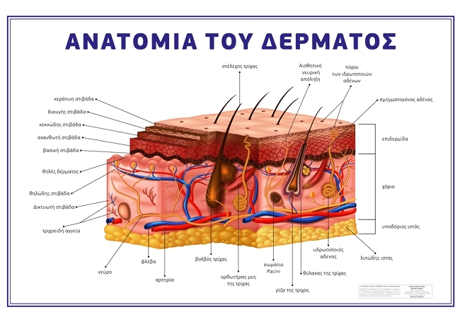 Ανατομία του δέρματος :: Εκδόσεις Άτλαντας - Νικόλαος Τσακνάκης